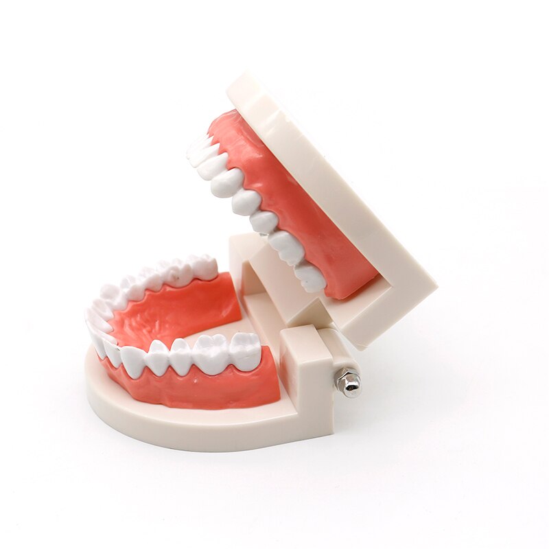 1pc 1:1 Adult Standard Dental Teaching Study Typod... – Grandado