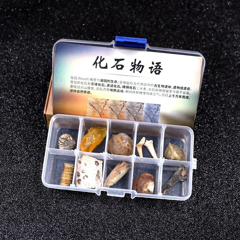 Natuurlijke 10 Soorten Fossielen Van Oude Dieren D... – Grandado