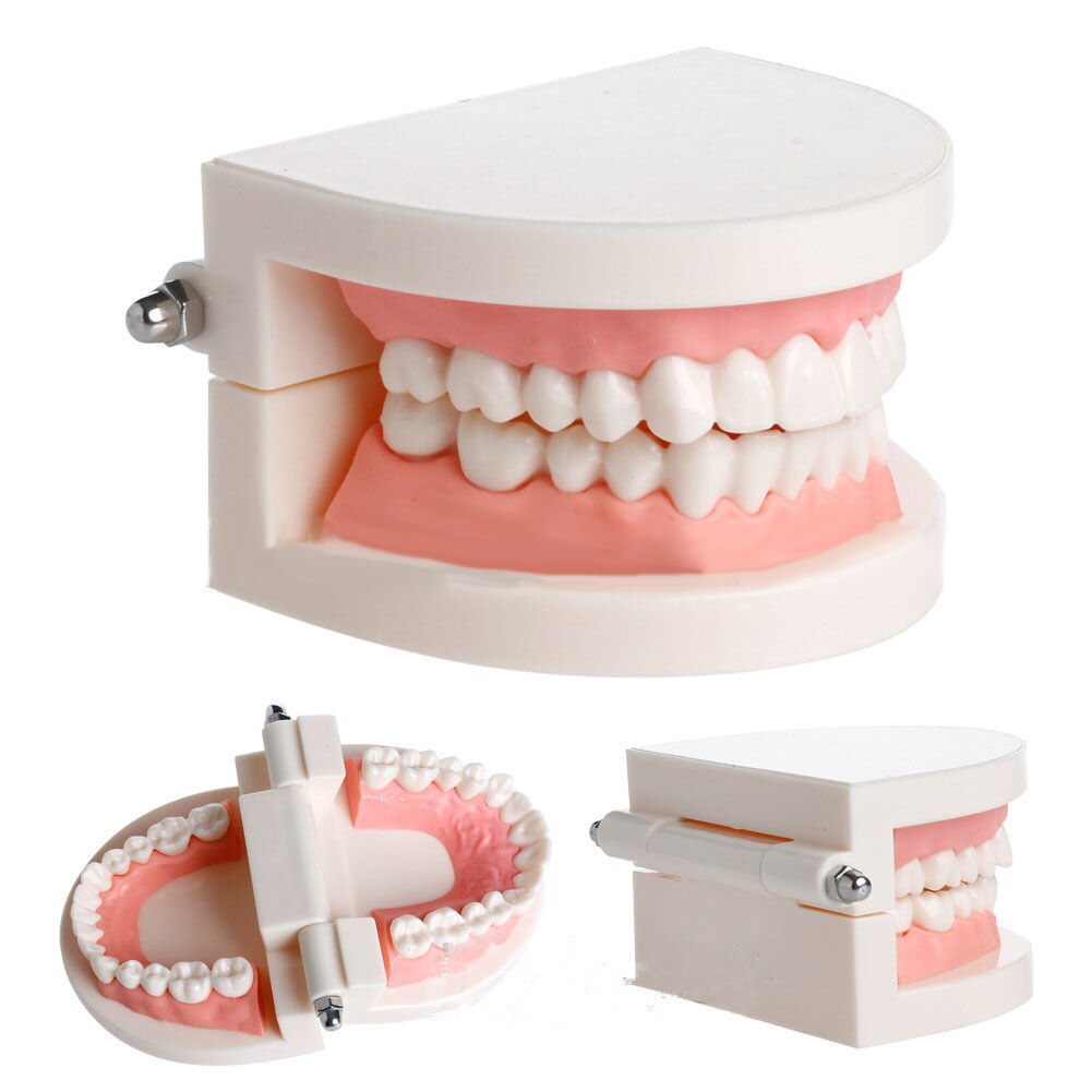 Dental Study Teaching Teeth Model Oral Care Tooth ... – Grandado