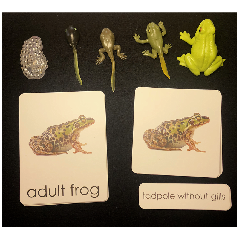 Life Cycle of Frog Figures/ Cognitive Cards/ Tray/... – Grandado