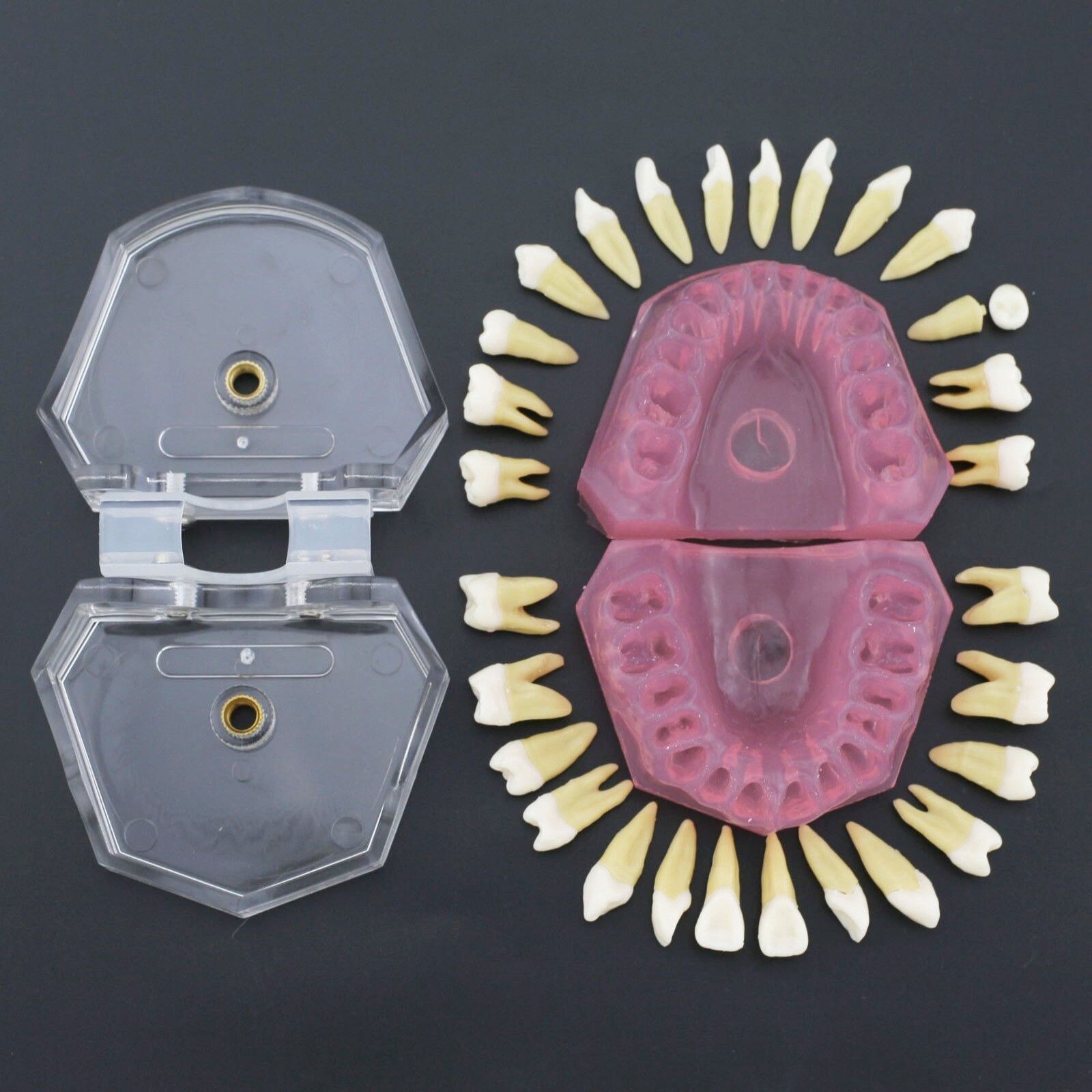 Dental Soft Gum Standad Typodont Study Model with ... – Grandado