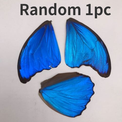 Real butterfly wing specimen DIY material big blue... – Grandado