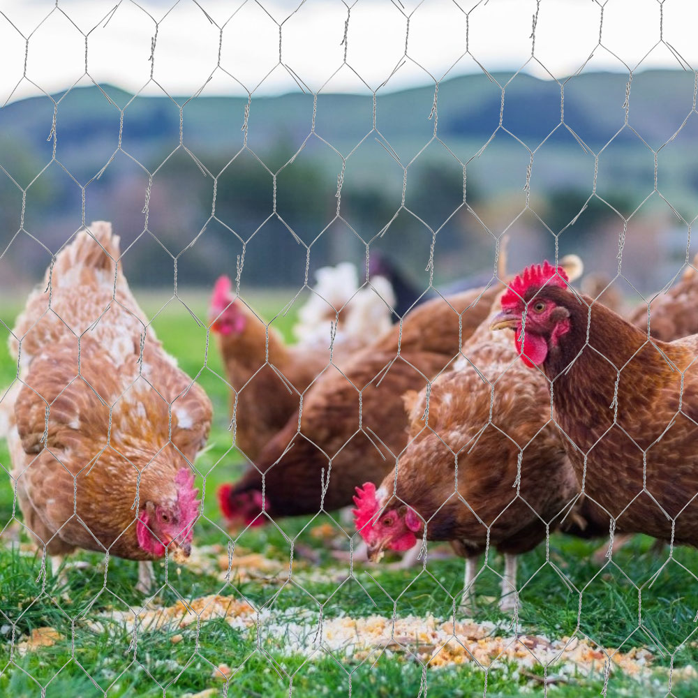 Chicken Mesh Fence Galvanized Hexagonal Wire Net R... – Vicedeal