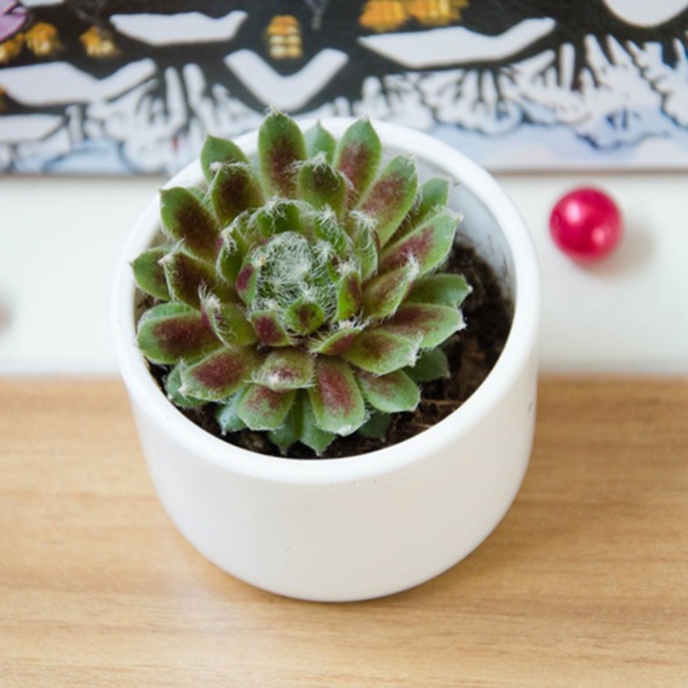 Succulent Plant Fleshy Flower Decorative Round Pot... – Grandado