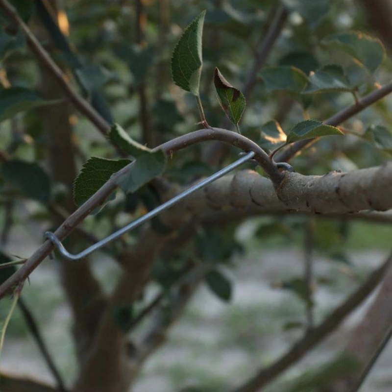 10PCS Fruit Tree Branches Holder Plant Support Fru... – Vicedeal