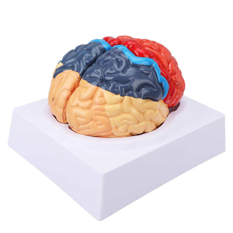 Human Brain Anatomisch Model Indicator Diagram Ana... – Vicedeal