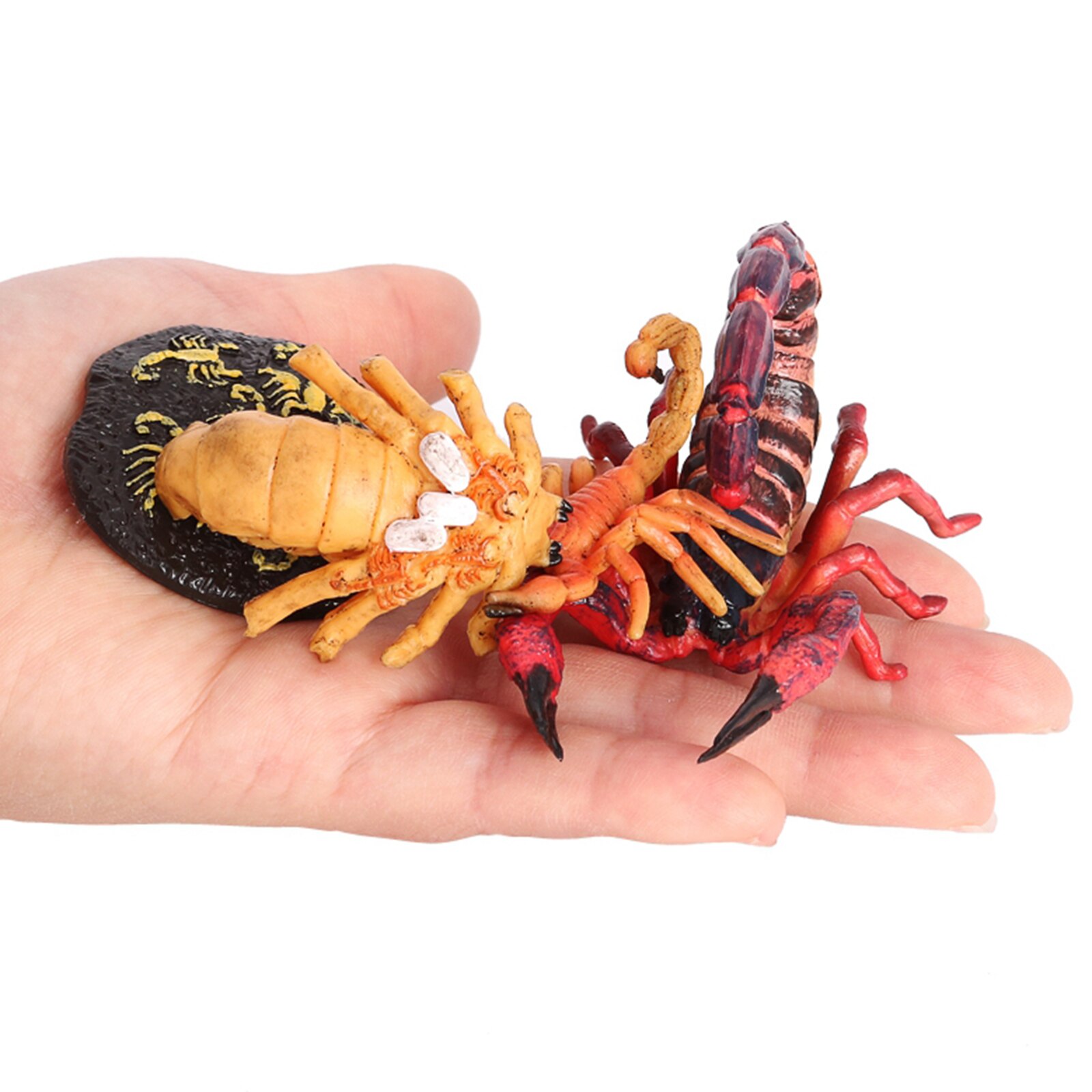 Scorpion Life Cycle Red Plastic Toy Model Animal D... – Vicedeal