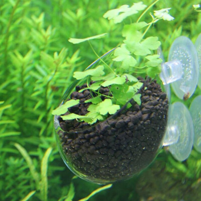 Fish Tank Mini Crystal Glass Pot Water Potted Aqua... – Grandado