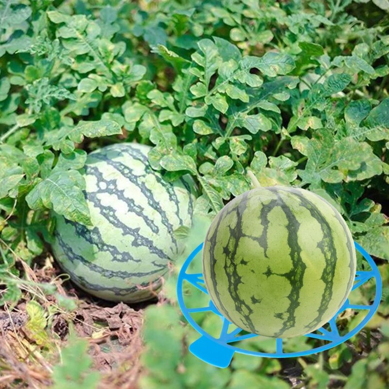 Melon And Fruit Support Base Recyclable Environmen... – Grandado