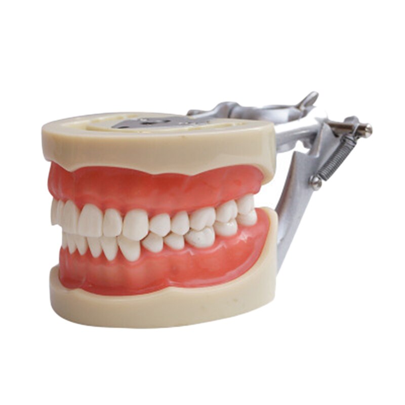 Teaching Model Teeth Model for Dentist to Communic... – Grandado