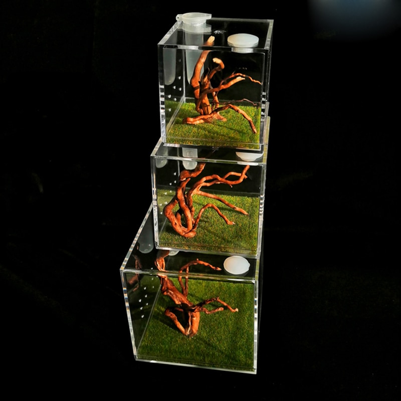 Mini Acrylic Landscaping Feeding Box Ant Feeding B... – Grandado