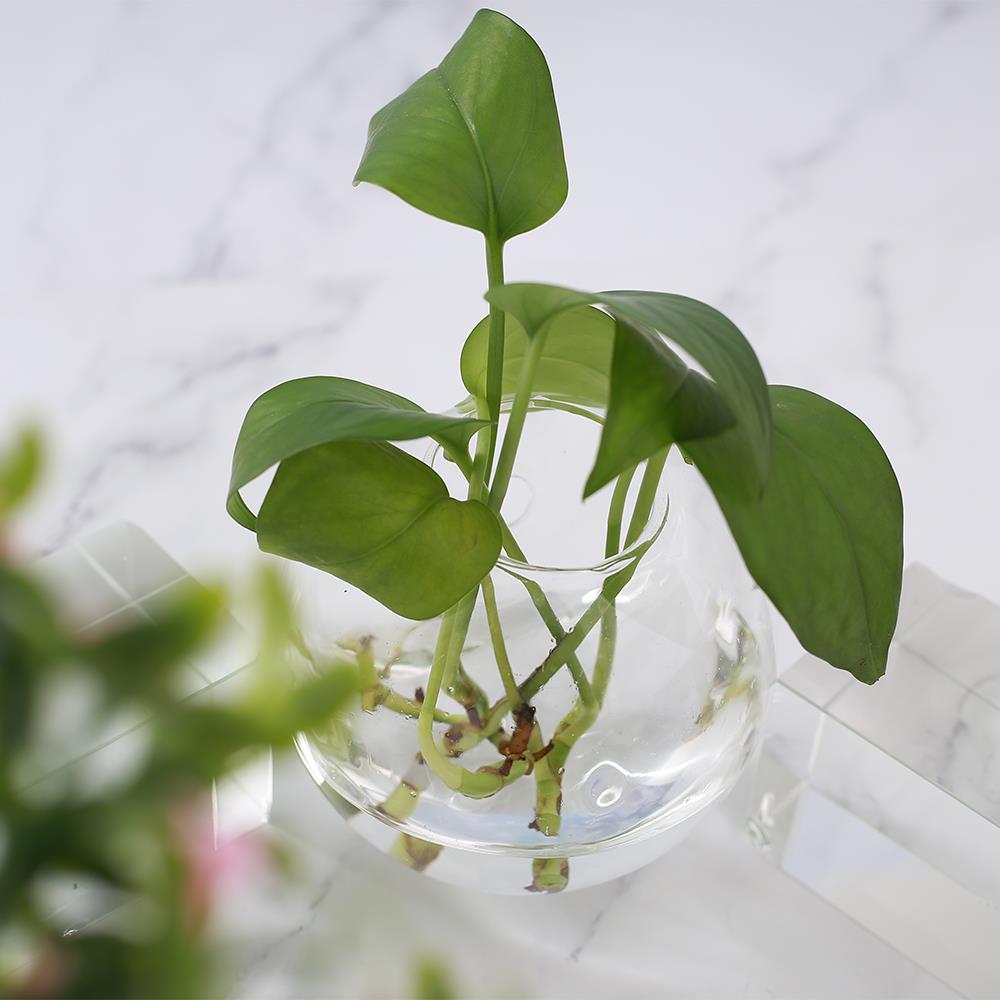 Glass Vase Water Planting Pot Decor Hydroponic Han... – Grandado