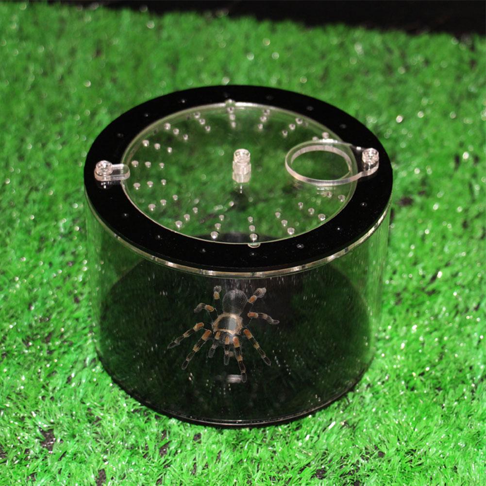 Acrylic Reptile Feeding Box Full View Insect Box P... – Grandado