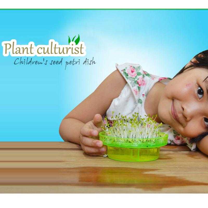 STEM Science Technology Toy Plant DIY Seed Petri D... – Vicedeal