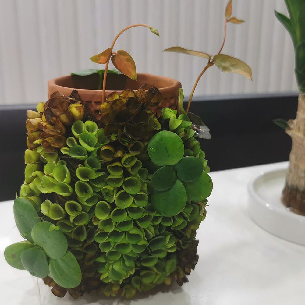 Small Mini Terracotta Flowerpot Slime Soil Ceramic... – Vicedeal