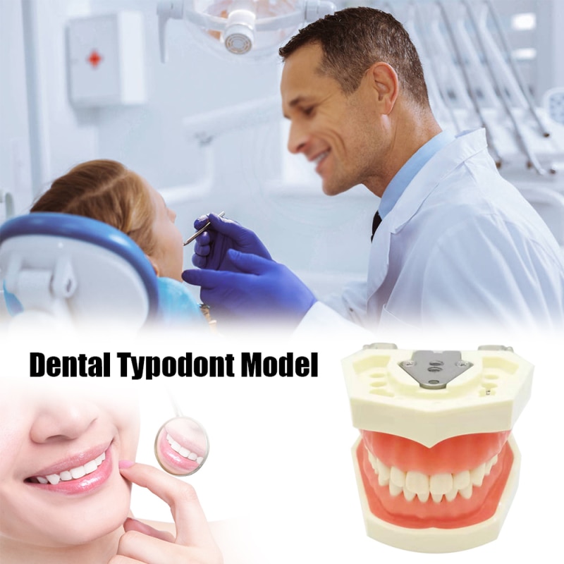 Dental Teaching Model Standard Dental Typodont Mod... – Grandado