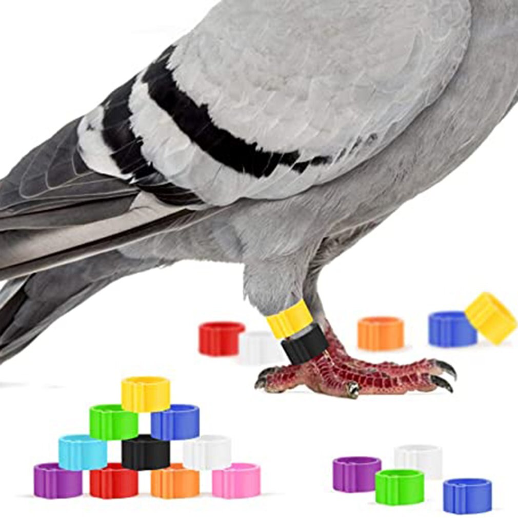100 Pcs Multicolor Pigeon Foot Ring Pigeons Rings ... – Vicedeal