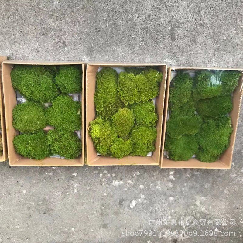 Artificial Moss Stone Preserved Moss Flower Fairy ... – Grandado