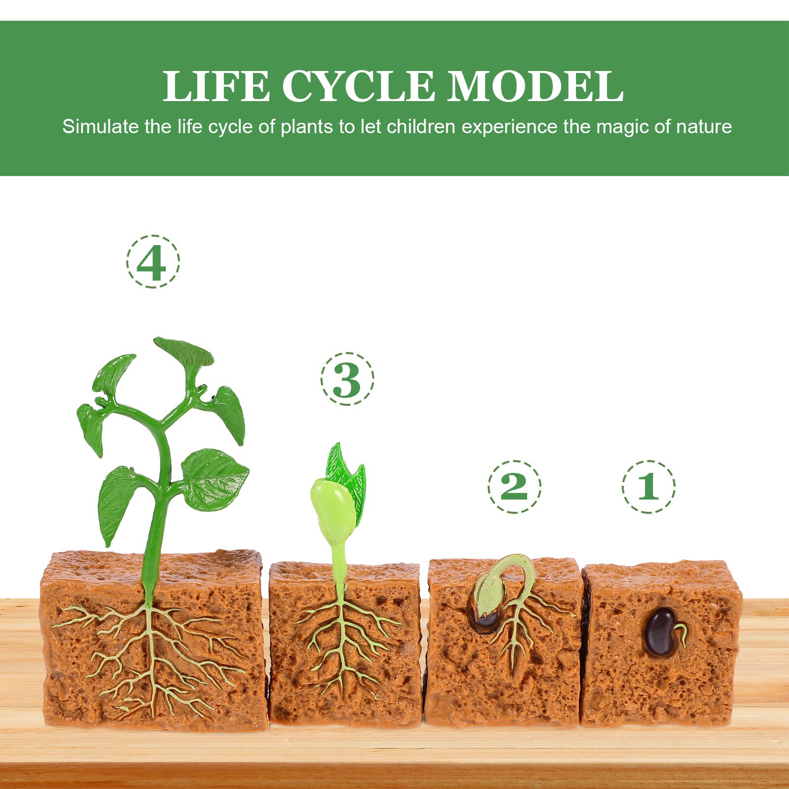 Early Education Toys Simulated Biology Growth Cycl... – Grandado