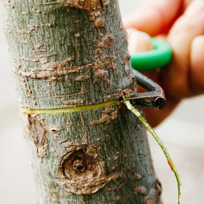 Ring Barking Cutter Scissor Girdling Garden Fruit ... – Vicedeal