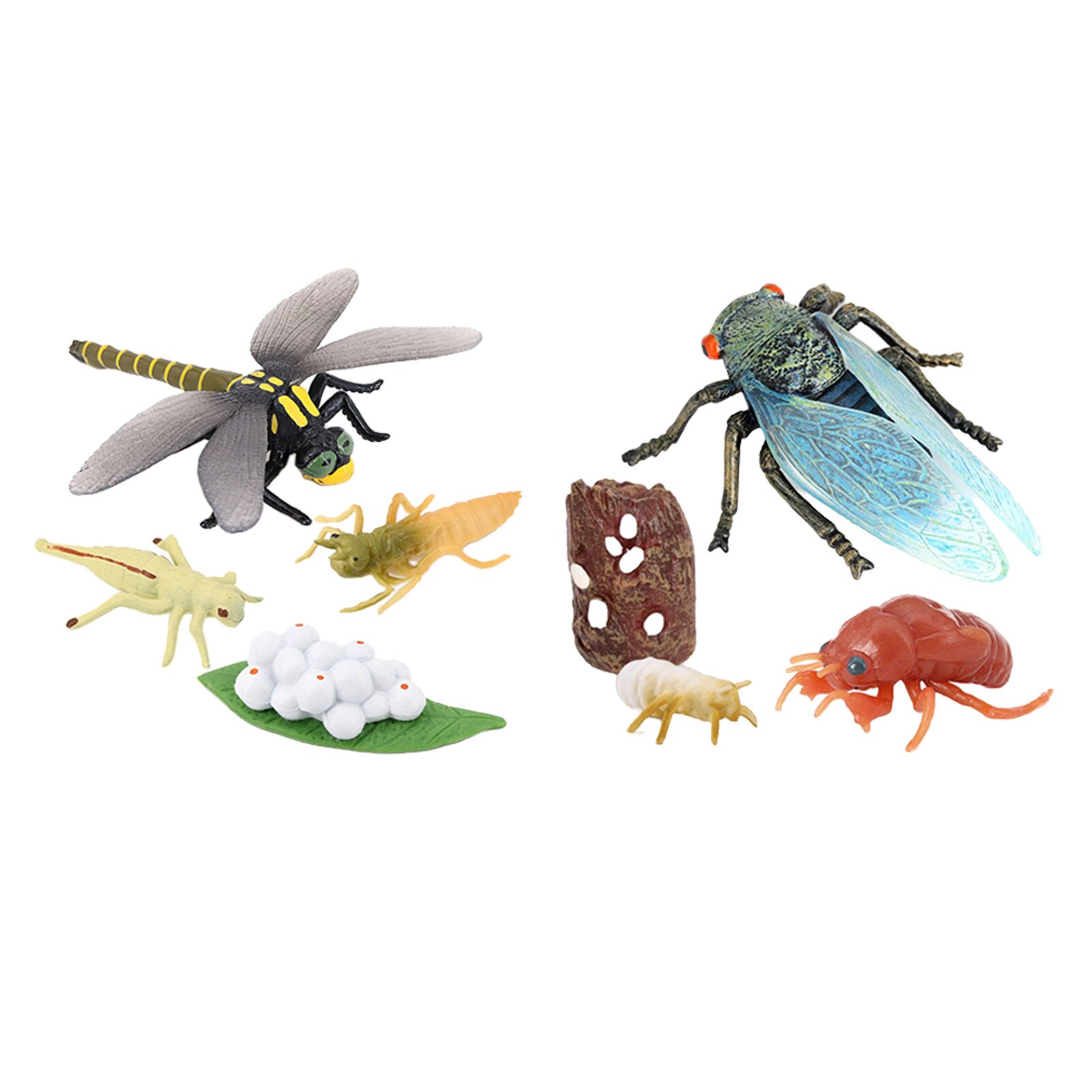 2 Set Nature Insect Cicada and Dragonfly Life Cycl... – Grandado