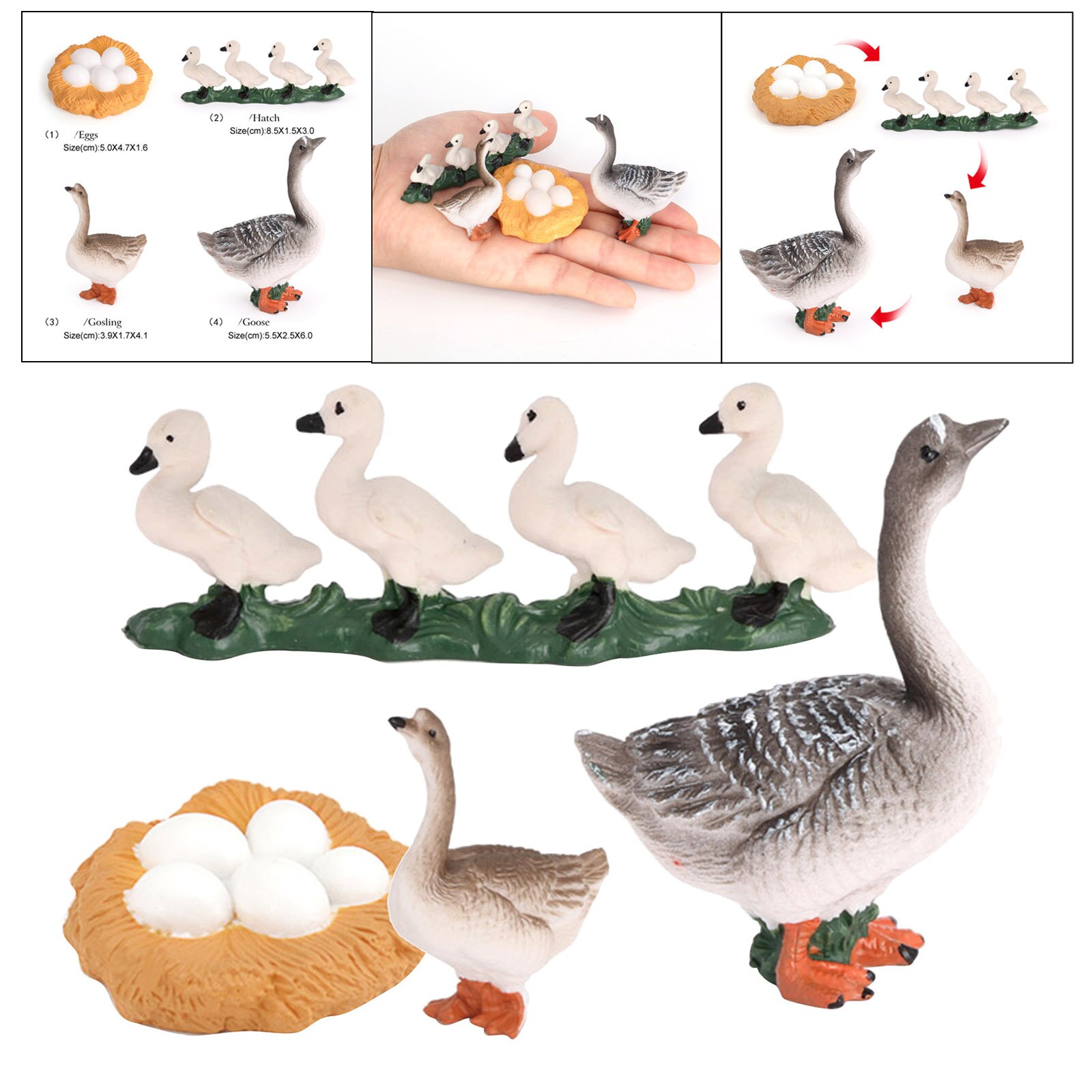 Nature Growth Cycle Model Toys Life Cycle of Goose... – Grandado