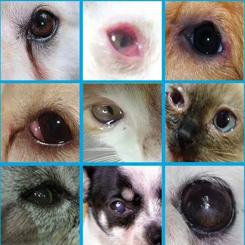 Dog and cat universal eye drops 35ml pet eye drops... – Grandado