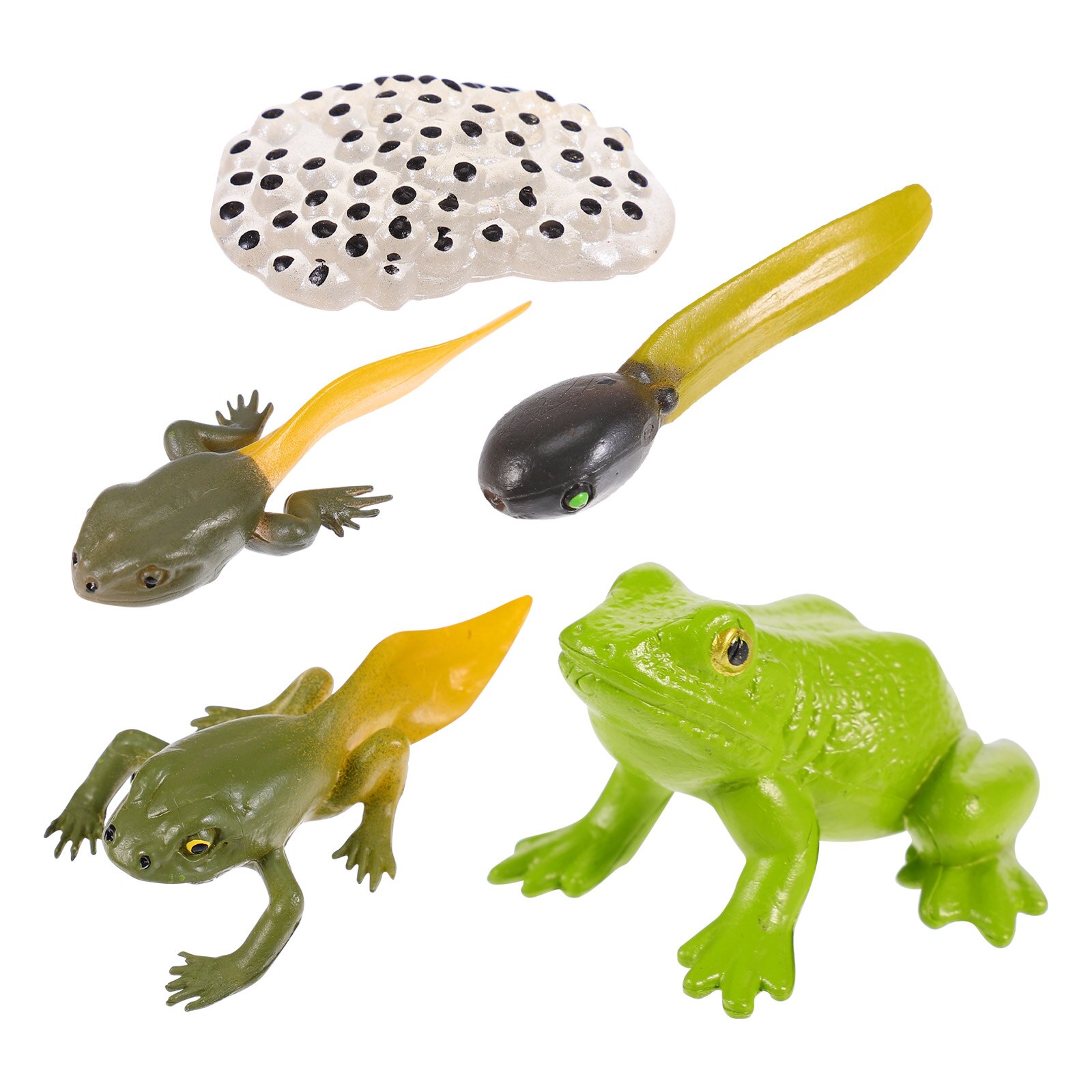Early Education Toys Simulated Biology Growth Cycl... – Grandado