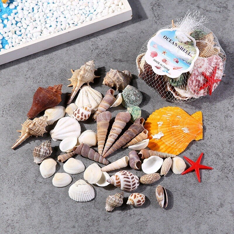 Conchas de mar de colores mezclados, concha de est... – Grandado