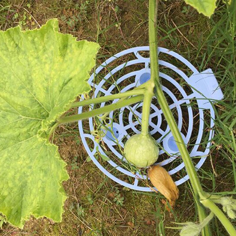 12pcs Melon Squash Cradle Watermelon Cradle Plant ... – Grandado