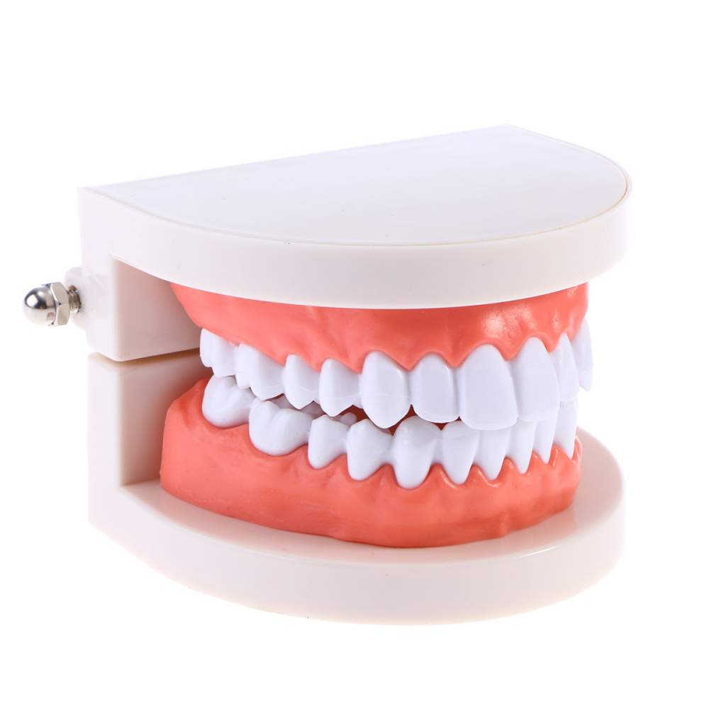 Teeth Model Standard Teaching Study Typodont Demon... – Grandado