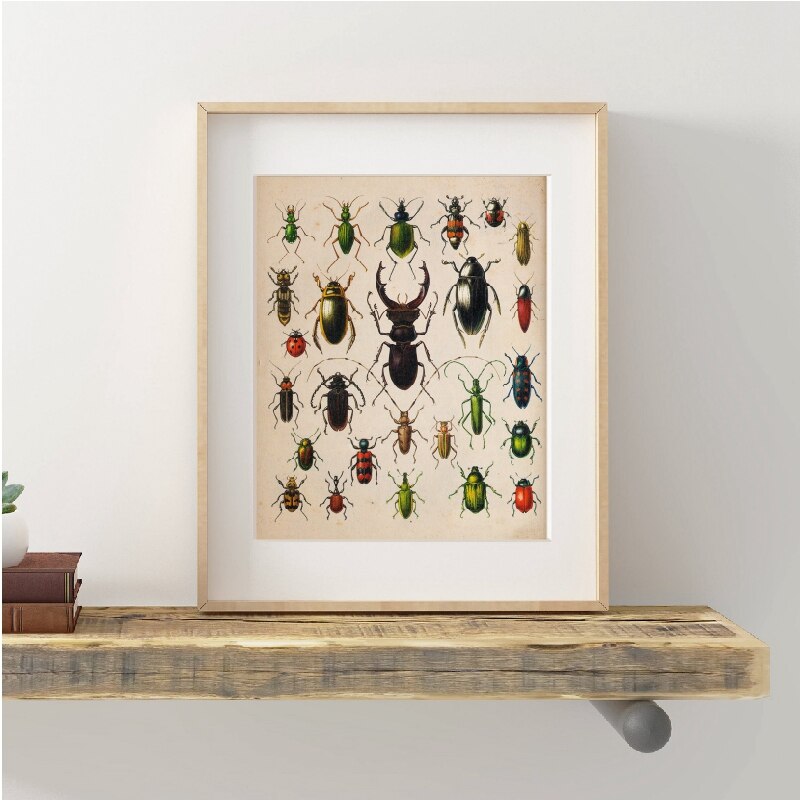 Beetle Collection Vintage Poster And Print Insect ... – Vicedeal