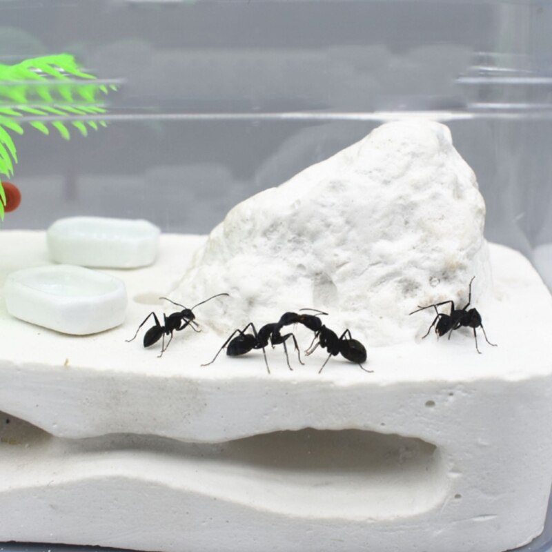 K5DC Ant Farm Clear Plastic Box Ant Plaster Home f... – Vicedeal
