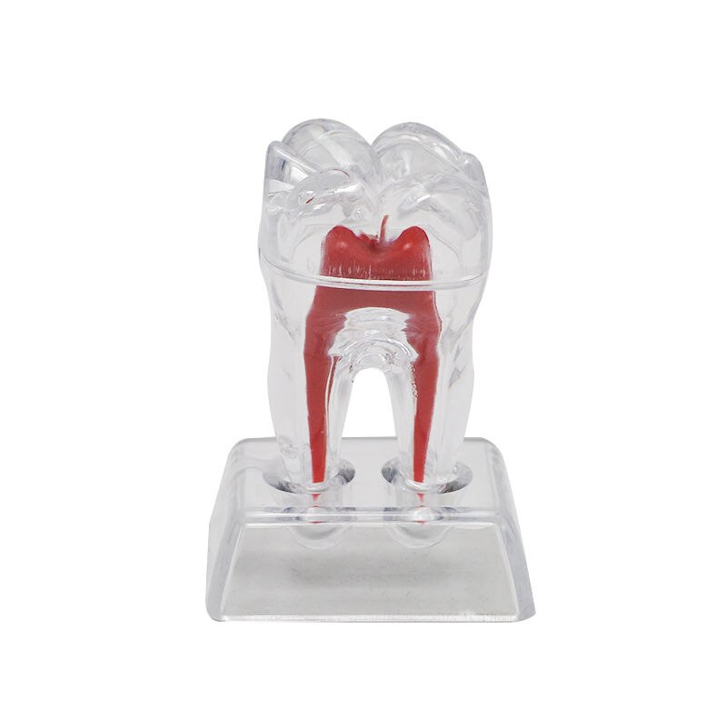 Dentist Dental Crystal Base Hard Plastic Teeth Too... – Vicedeal