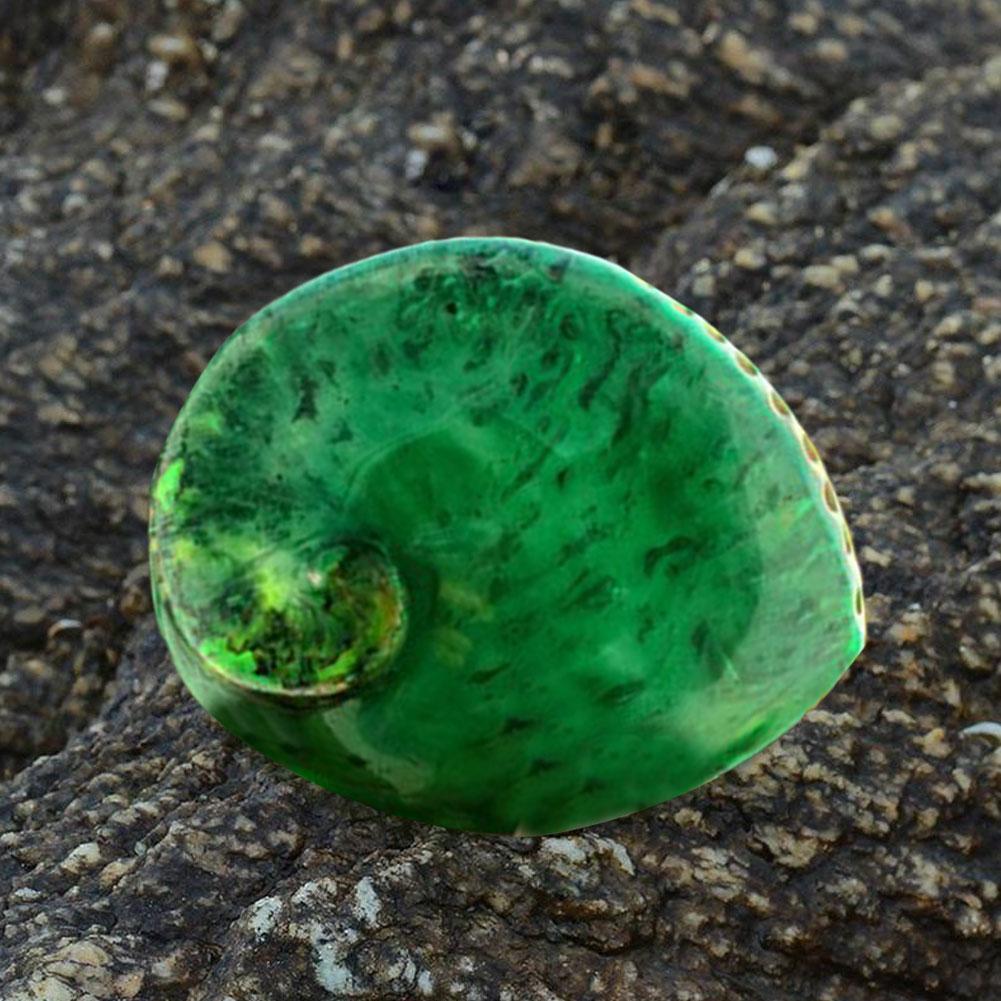 13-15cmcm Abalone Shells Home Aquarium Landscape S... – Grandado