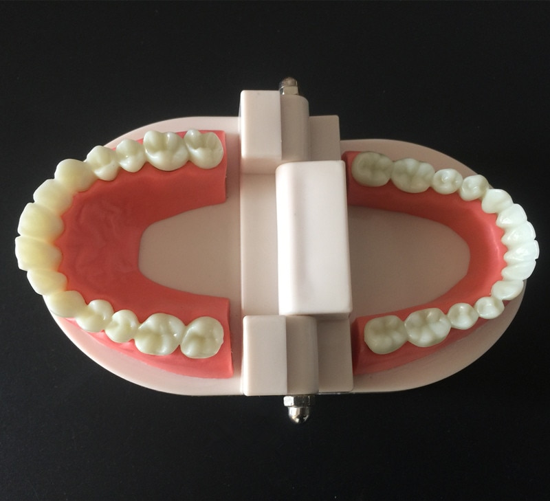 Dental lab Teeth Model, white teeth Denture show, ... – Vicedeal