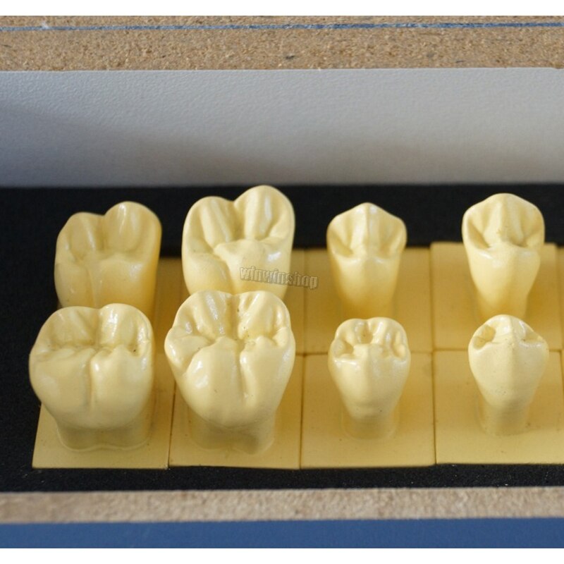 Dental model permanent tooth model with basic teet... – Grandado