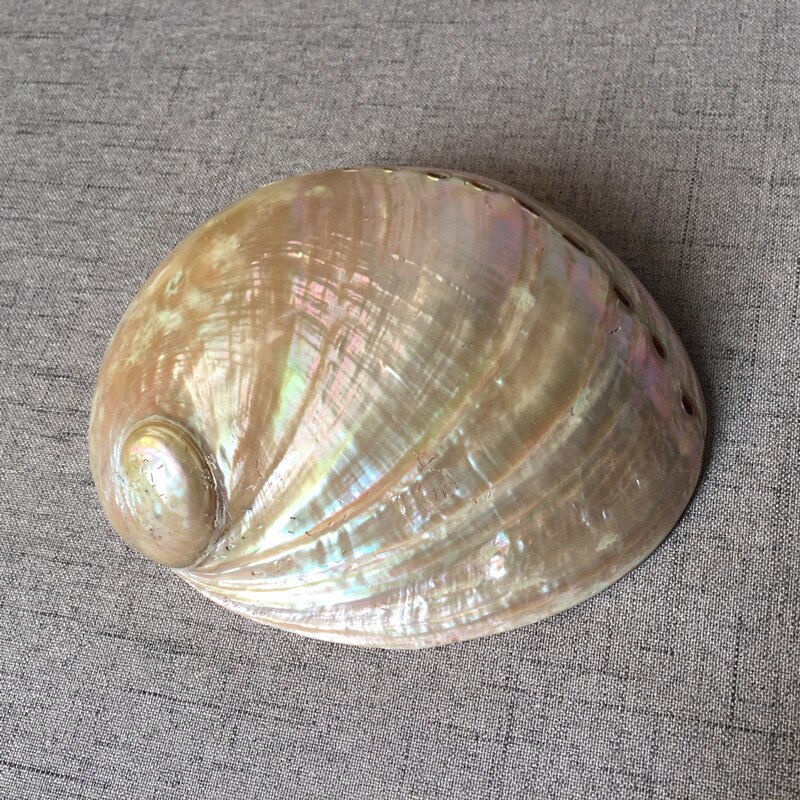 1Pcs Gepolijst Abalone Shell Conch Home Decoratie ... – Vicedeal
