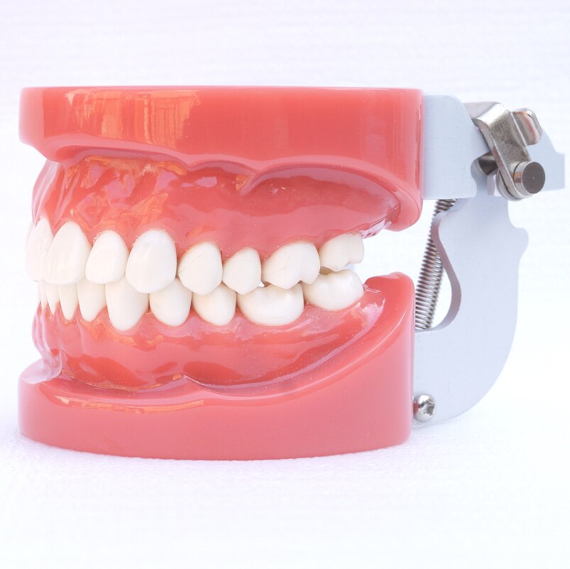 1pc dental teaching study model standard model wit... – Grandado
