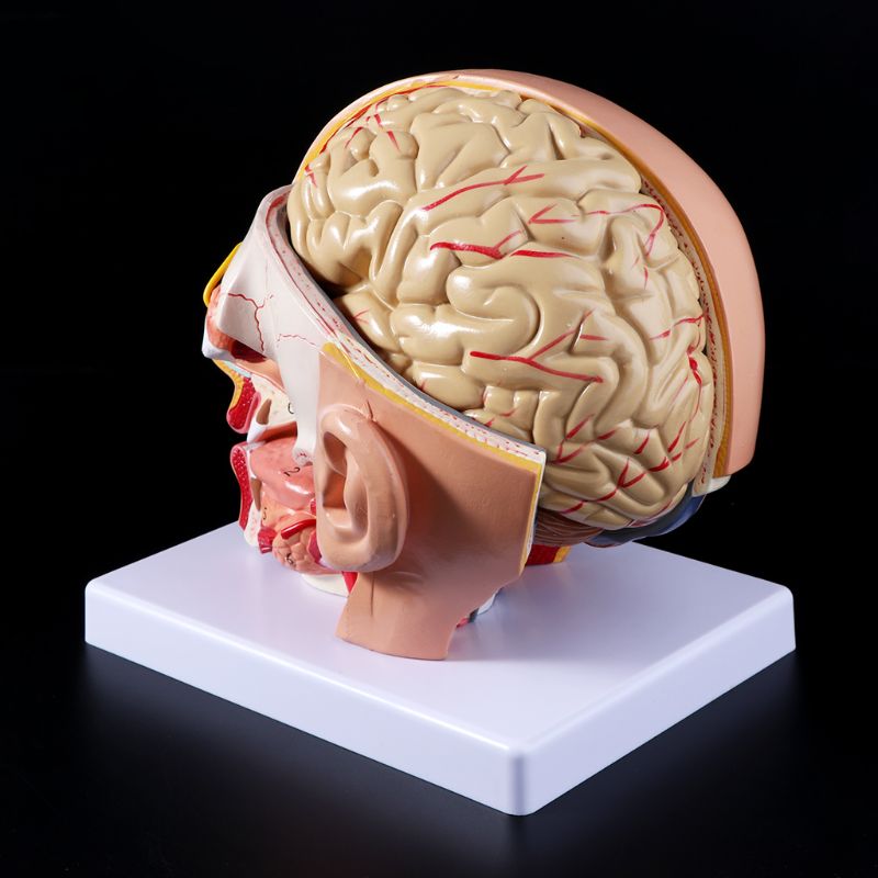 Anatomia humana cabeça crânio cérebro artéria cere... – Grandado