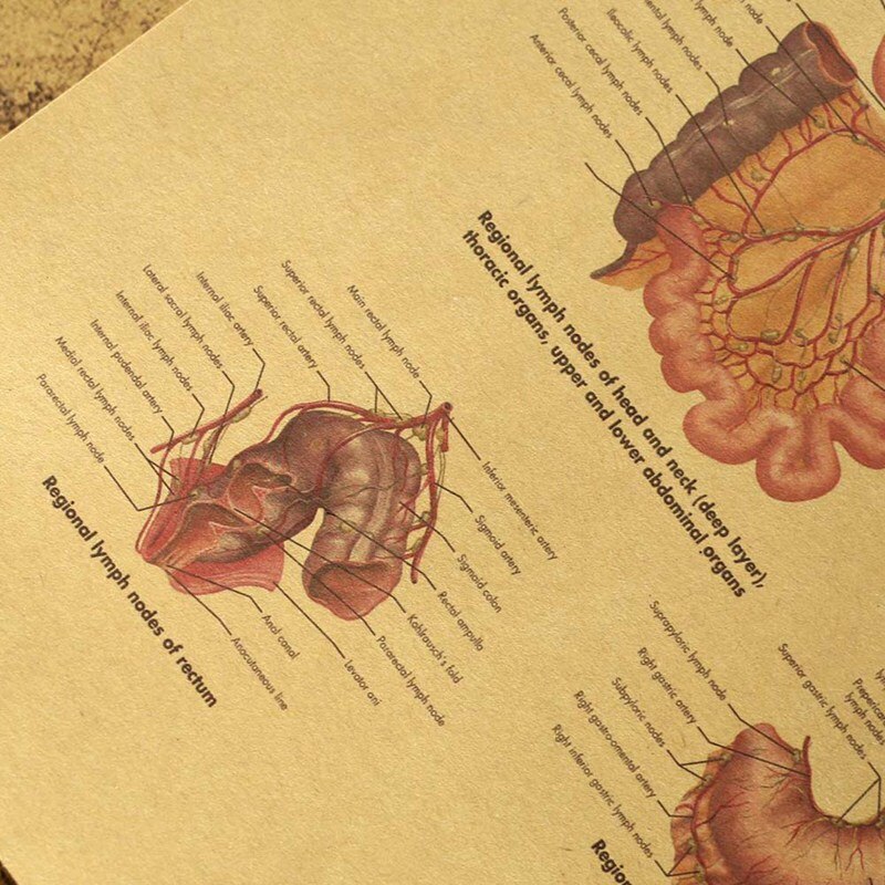 The Skeleton Of The Body Structure Lymphatic Syste... – Grandado