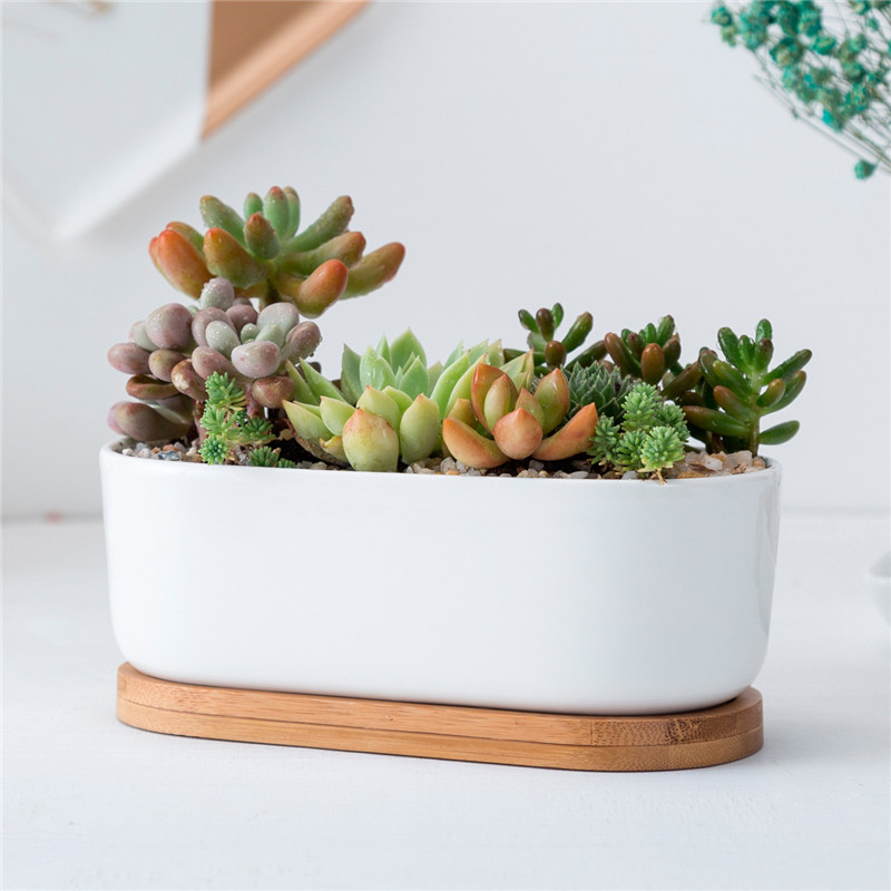 Oval White Ceramic Succulent Flowerpots Green Succ... – Vicedeal