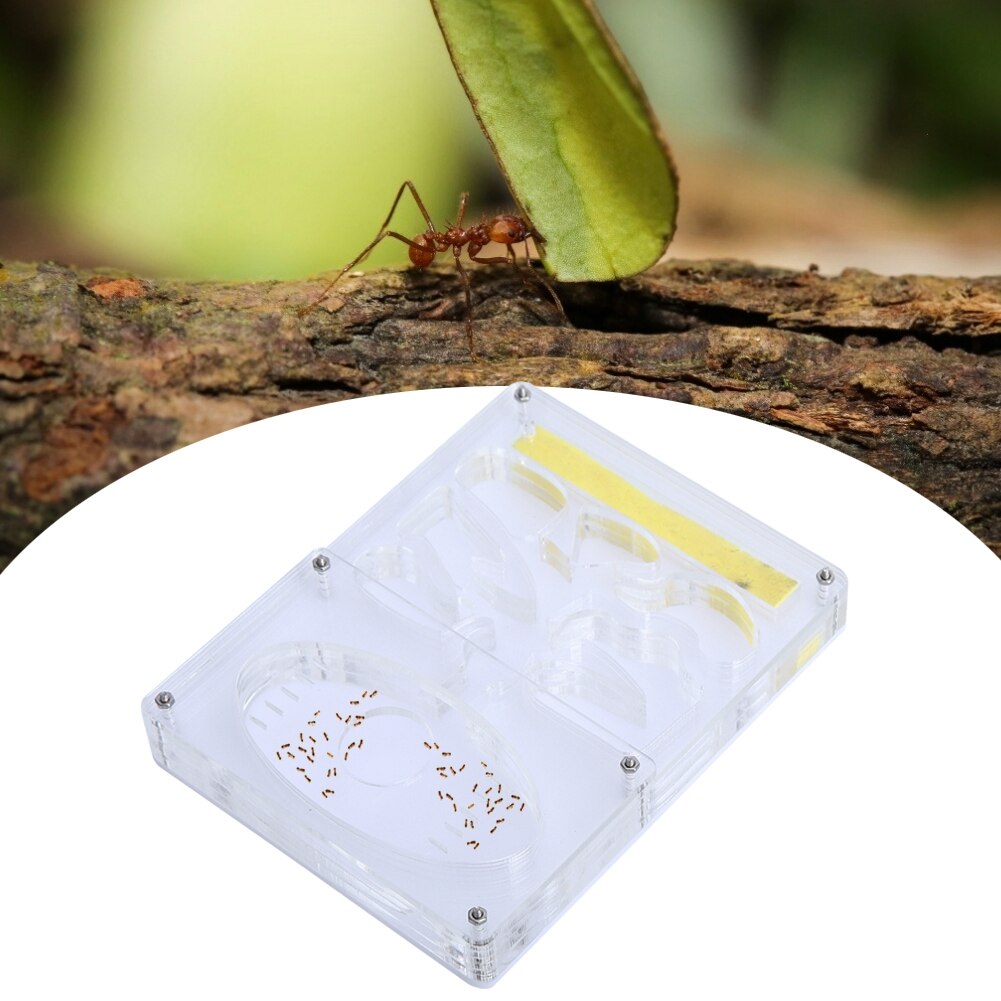 Acrylic Transparent Ant Breeding House Nest Formic... – Grandado