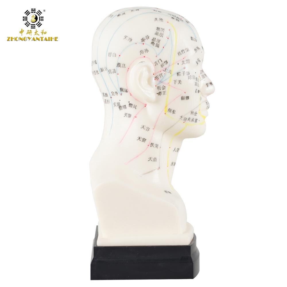 Chinese Head Acupuncture Model Head Acupuncture Po... – Grandado