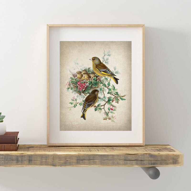 Bird Botanical Poster Greenfinch Bird Antique Illu... – Grandado