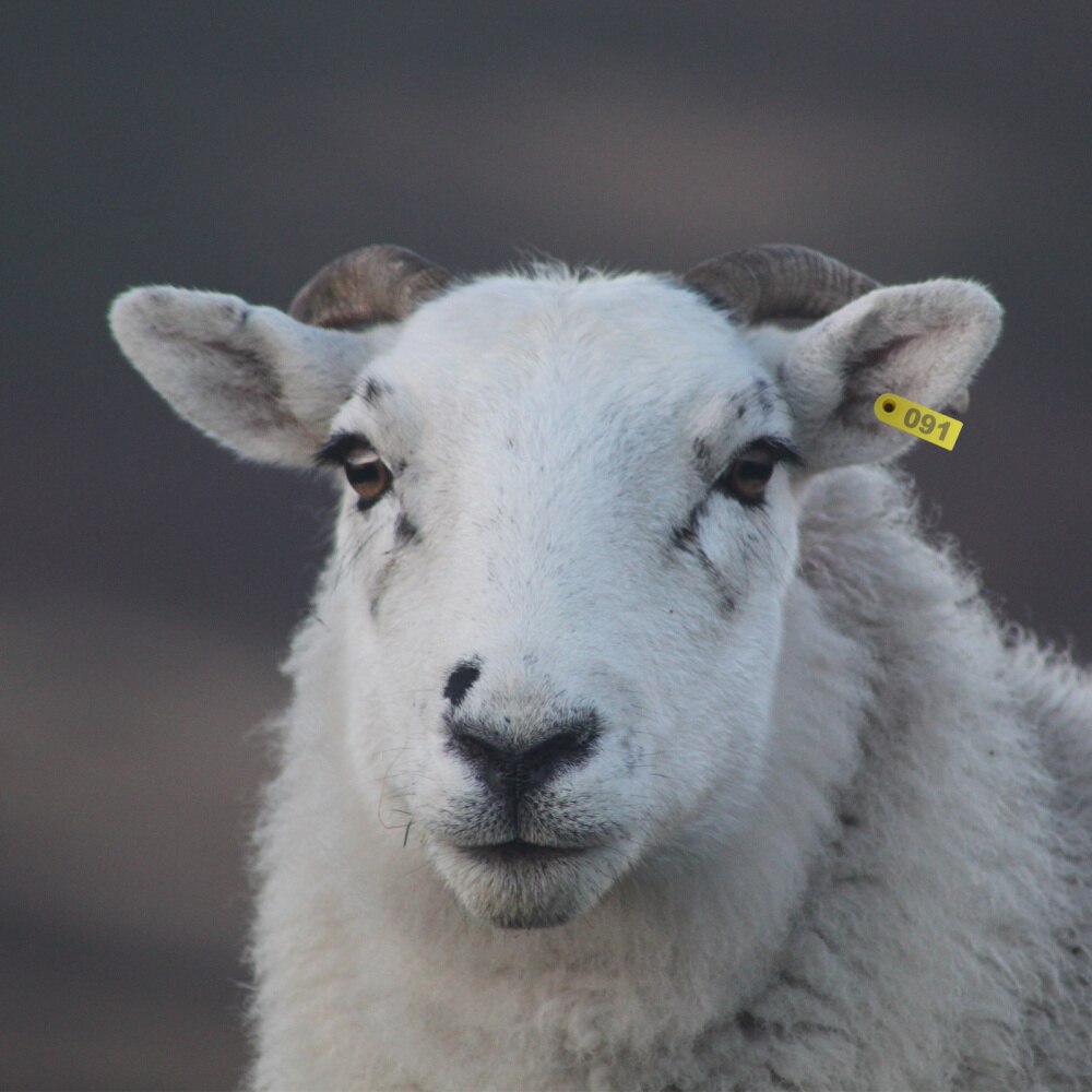 100pcs Animal Numbered ID Tag Number Tags Ear Tags... – Grandado