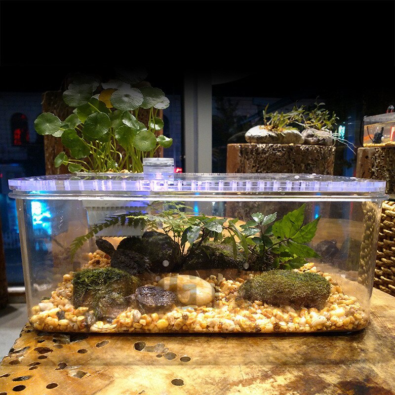 HONGYI 1 piece plastic transparent insect reptile ... – Grandado