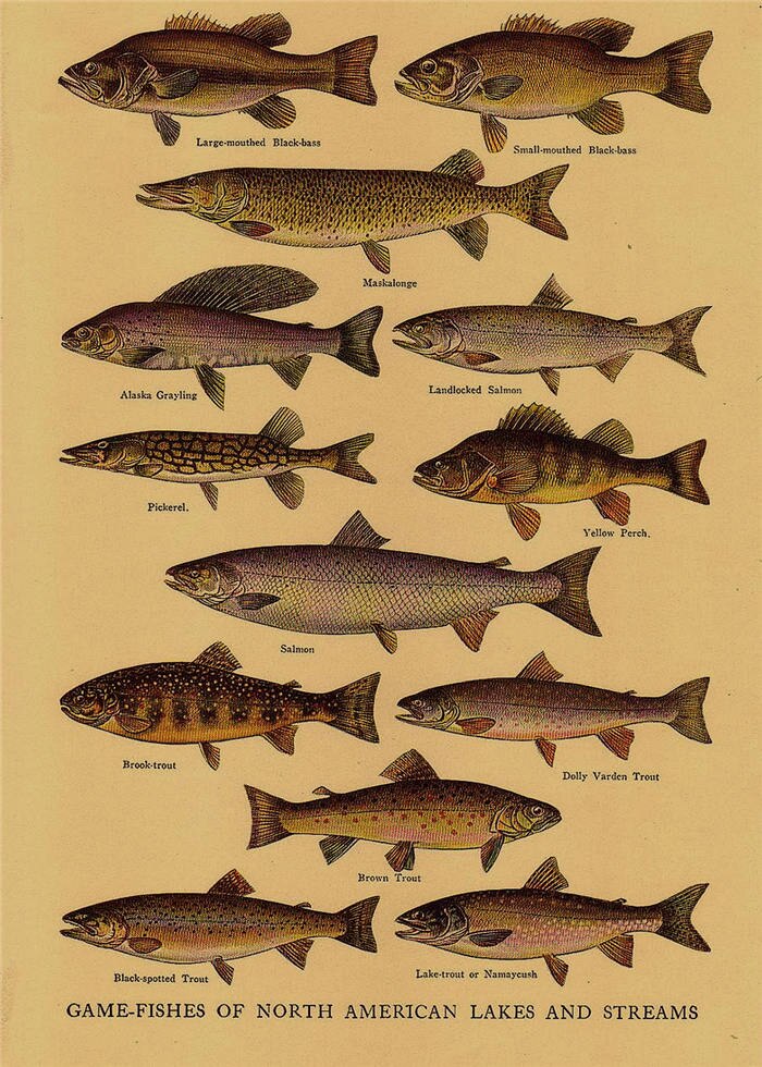 Free ship vintage prints poster Fish Chart retro p... – Grandado
