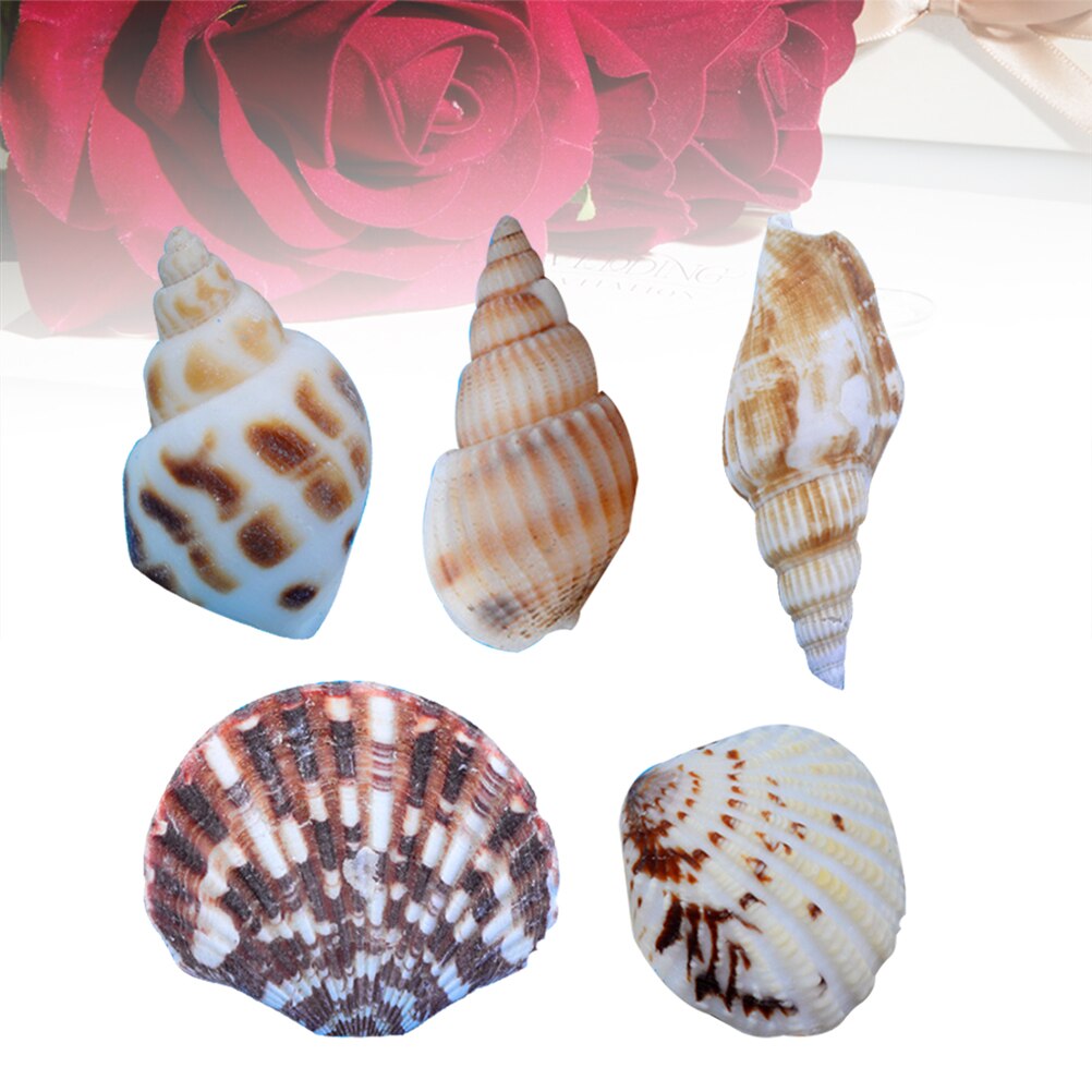 50 pcs Mixed Shells Decor Beautiful Mixed Decor Sh... – Grandado