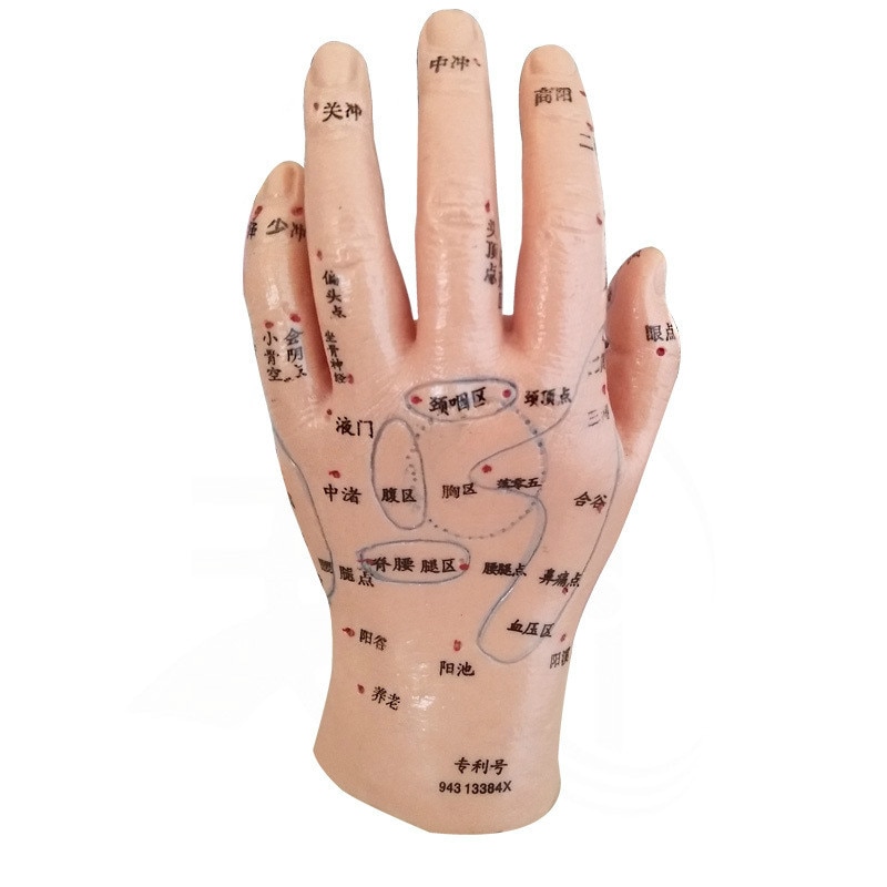 Acupoint Model of acupuncture and moxibustion mode... – Grandado